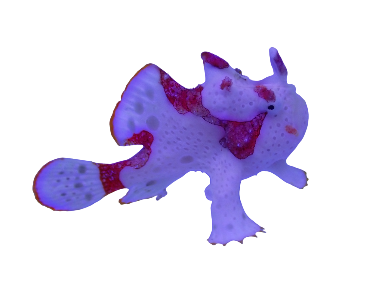 Frogfish