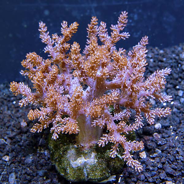 Soft Coral Frags